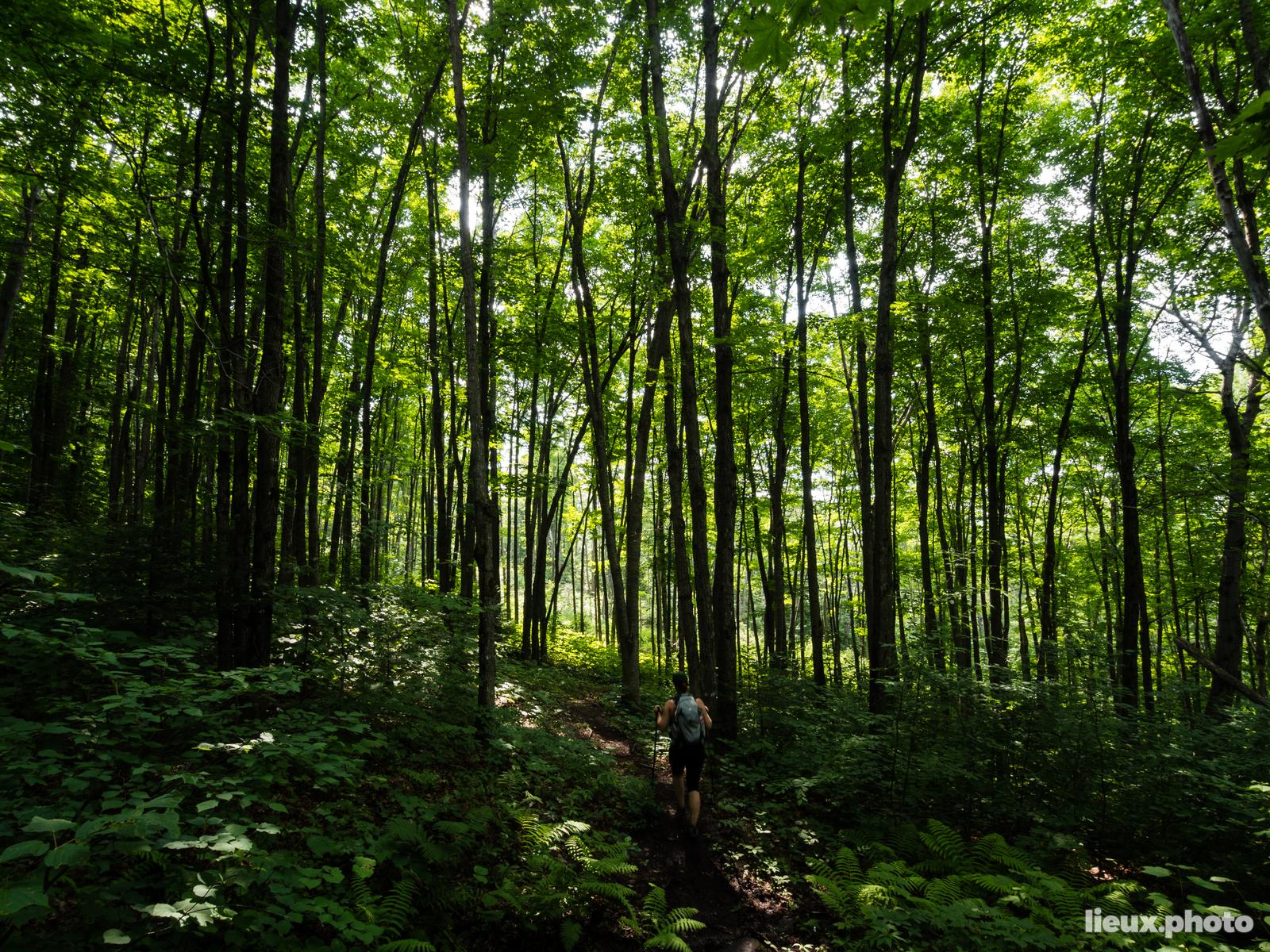 Forêt Ouareau | Rando | lieux.photo Forêt Ouareau | Rando | lieux.photo