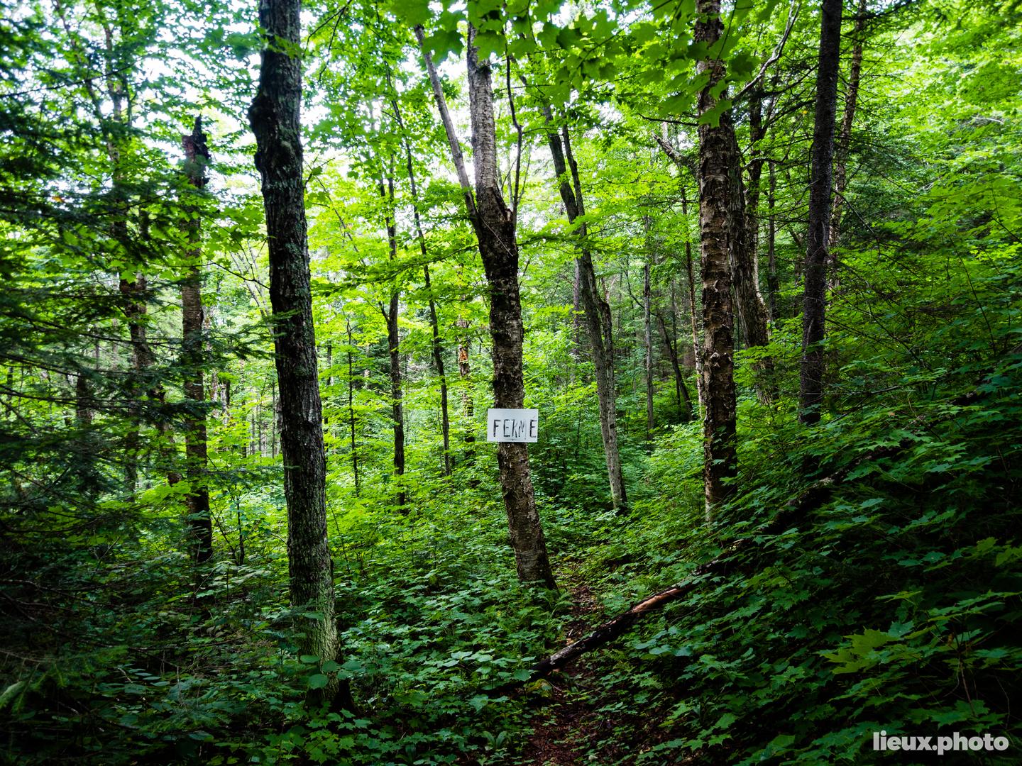 Forêt Ouareau | Rando | lieux.photo Forêt Ouareau | Rando | lieux.photo